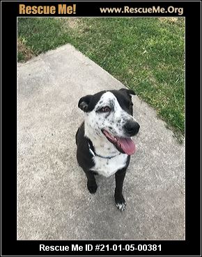 - Texas Dog Rescue - ADOPTIONS - Rescue Me!
