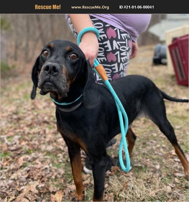 ADOPT 21010600041 ~ Black and Tan Coonhound Rescue ~ Lyndhurst, VA
