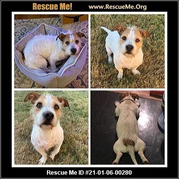 - Texas Dog Rescue - ADOPTIONS - Rescue Me!