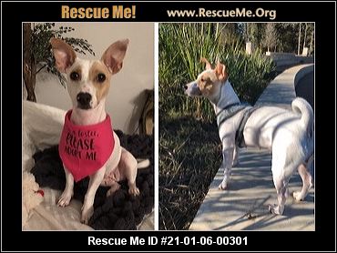 - Texas Dog Rescue - ADOPTIONS - Rescue Me!