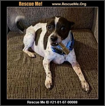 - Washington Jack Russell Rescue - ADOPTIONS - Rescue Me!
