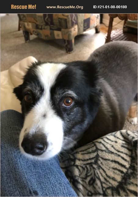 ADOPT 21010800180 ~ Australian Shepherd Rescue ~ Portland, OR