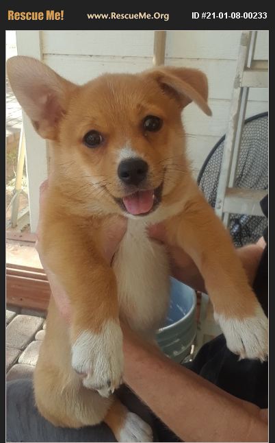 ADOPT 21010800233 ~ Corgi Rescue ~ Mesa, AZ