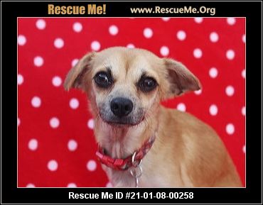 - Arizona Small Dog Rescue - Phoenix, AZ - AVAILABLE PETS