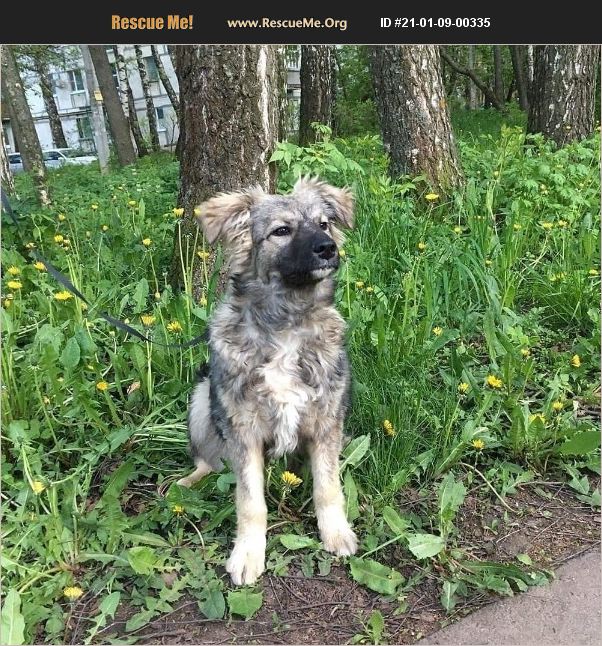 ADOPT 21010900335 ~ Irish Wolfhound Rescue ~ Boston, MA