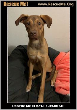 - Texas Vizsla Rescue - ADOPTIONS - Rescue Me!
