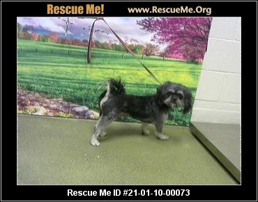 - California Lhasa Apso Rescue - ADOPTIONS - Rescue Me!