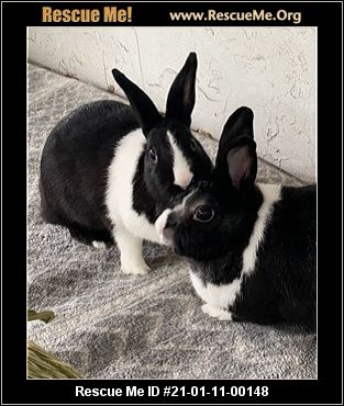 - Florida Rabbit Rescue - ADOPTIONS - Rescue Me!