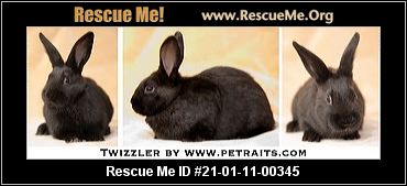 - Illinois Rabbit Rescue - ADOPTIONS - Rescue Me!