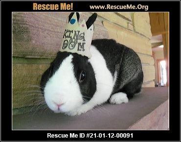 - New Jersey Rabbit Rescue - ADOPTIONS - Rescue Me!