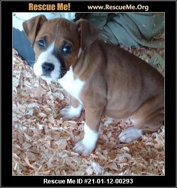 - California Boxer Rescue - ADOPTIONS - Rescue Me!