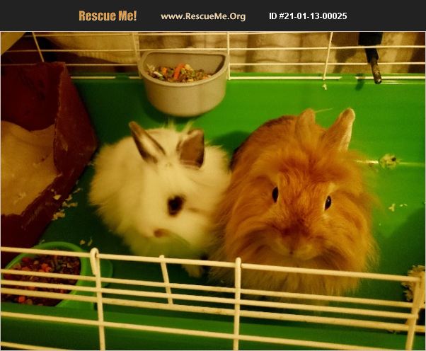 ADOPT 21011300025 ~ Rabbit Rescue ~ Oregon
