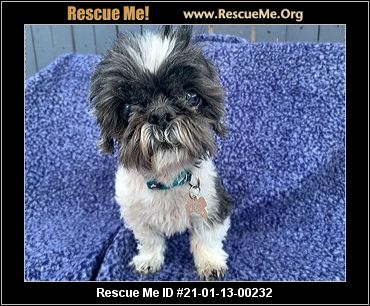 - Arizona Small Dog Rescue - Phoenix, AZ - AVAILABLE PETS