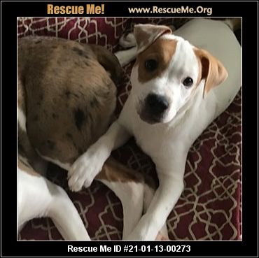 - Tennessee Dog Rescue - ADOPTIONS - Rescue Me!