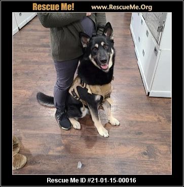 - Colorado German Shepherd Rescue - ADOPTIONS - Rescue Me!