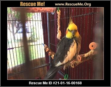 - Washington Pet Bird Rescue - ADOPTIONS - Rescue Me!