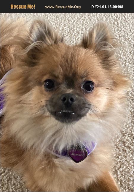 ADOPT 21011600198 ~ Pomeranian Rescue ~ Lansing, MI