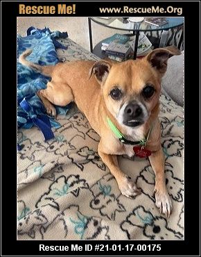 - Florida Pug Rescue - ADOPTIONS - Rescue Me!