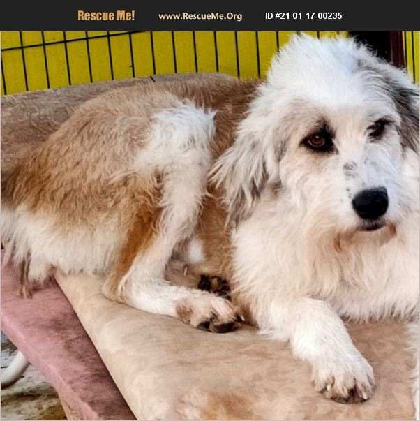 ADOPT 21011700235 ~ Old English Sheepdog Rescue ~ East Hampton, CT