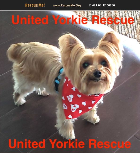 ADOPT 21011700250 ~ Yorkie Rescue ~ Vero Beach, FL
