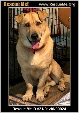 - Ohio Lab Rescue - ADOPTIONS - Rescue Me!