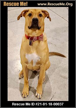 - Ohio Lab Rescue - ADOPTIONS - Rescue Me!