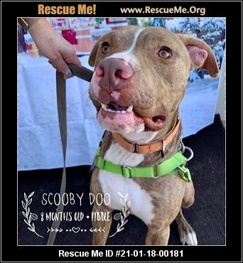 - Arizona Mutt Rescue - ADOPTIONS - Rescue Me!