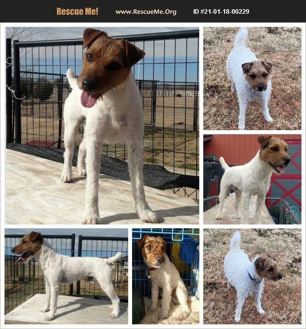ADOPT 21011800229 ~ Jack Russell Rescue ~ Oklahoma