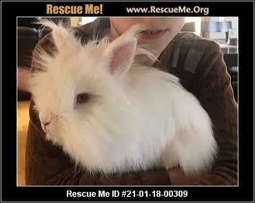 - Ohio Rabbit Rescue - ADOPTIONS - Rescue Me!
