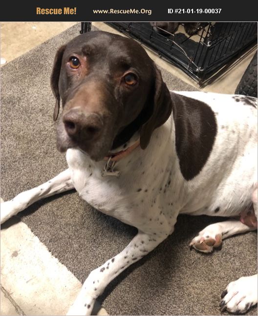 ADOPT 21011900037 ~ German Shorthaired Pointer Rescue ~ Colton, CA
