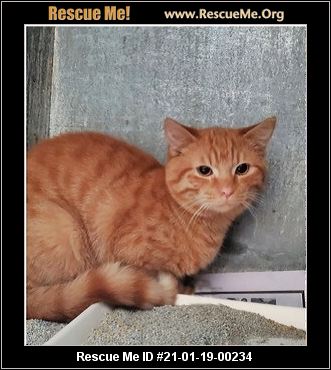- Tennessee Cat Rescue - ADOPTIONS - Rescue Me!