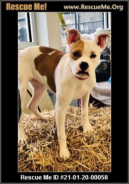- Georgia Boston Terrier Rescue - ADOPTIONS - Rescue Me!