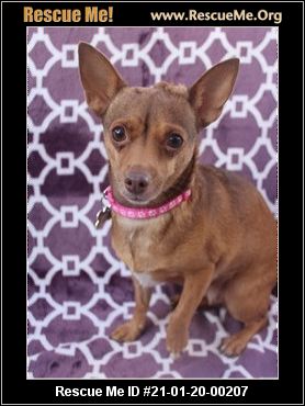 - Arizona Small Dog Rescue - Phoenix, AZ - AVAILABLE PETS