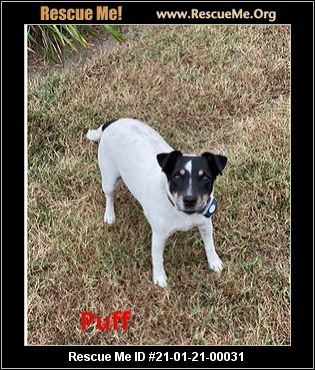 - Virginia Jack Russell Rescue - ADOPTIONS - Rescue Me!