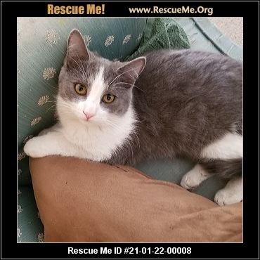 - Arizona Cat Rescue - ADOPTIONS - Rescue Me!