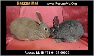 - California Rabbit Rescue - ADOPTIONS - Rescue Me!