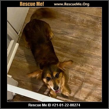 - Alabama Dog Rescue - ADOPTIONS - Rescue Me!