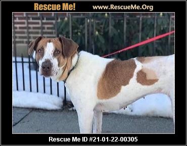 - Pennsylvania Beagle Rescue - ADOPTIONS - Rescue Me!