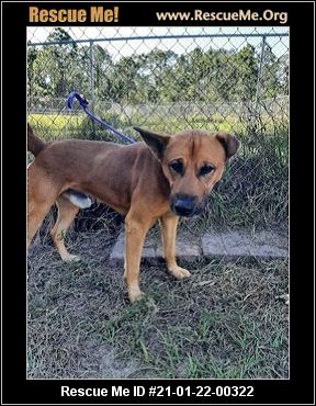 - Florida Black Mouth Cur Rescue - ADOPTIONS - Rescue Me!