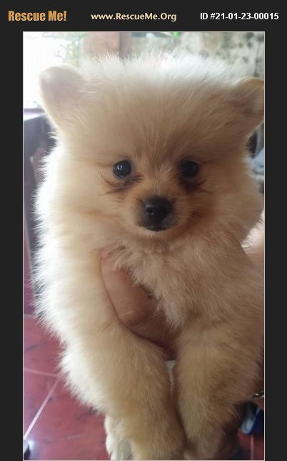 ADOPT 21012300015 ~ Pomeranian Rescue ~ Buncombe County, NC