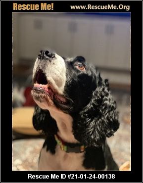 - Michigan Dog Rescue - ADOPTIONS - Rescue Me!