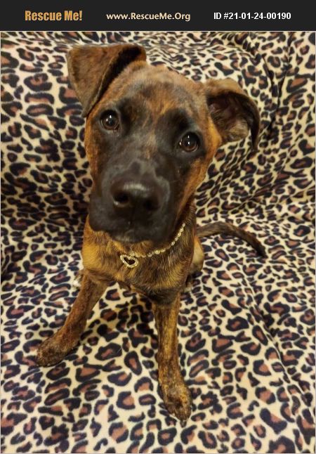 ADOPT 21012400190 ~ Boxer Rescue ~ FORT WORTH, TX