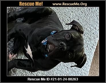 - Michigan Dog Rescue - ADOPTIONS - Rescue Me!