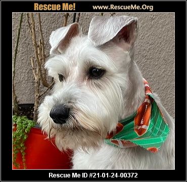 - Florida Schnauzer Rescue - ADOPTIONS - Rescue Me!