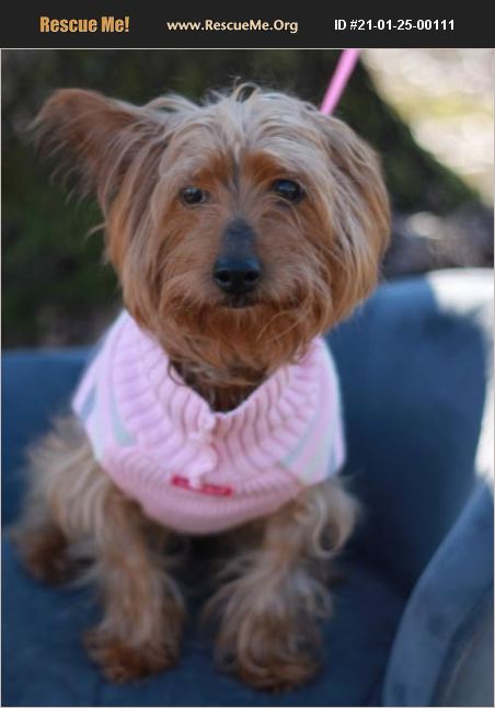 ADOPT 21012500111 ~ Yorkie Rescue ~ Cookeville, TN