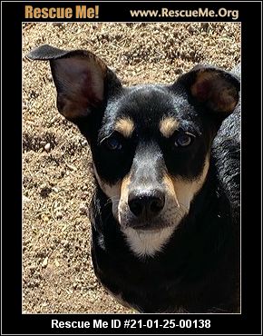 - RUFF Rescue Tucson, Inc. - Tucson, AZ - AVAILABLE PETS