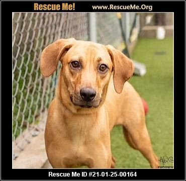 - Texas Lab Rescue - ADOPTIONS - Rescue Me!