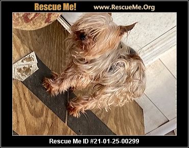 - Georgia Yorkie Rescue - ADOPTIONS - Rescue Me!