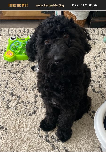 ADOPT 21012500362 ~ Poodle Rescue ~ Fort Myers, FL