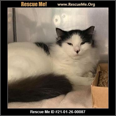 - Virginia Cat Rescue - ADOPTIONS - Rescue Me!
